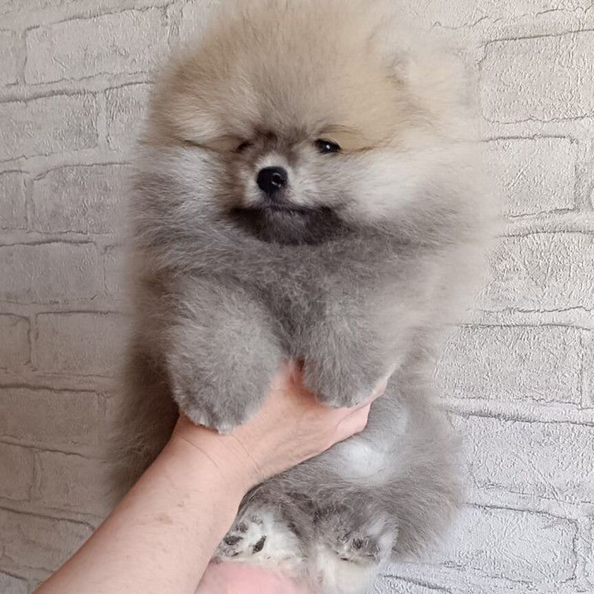 Крутой медвежонок