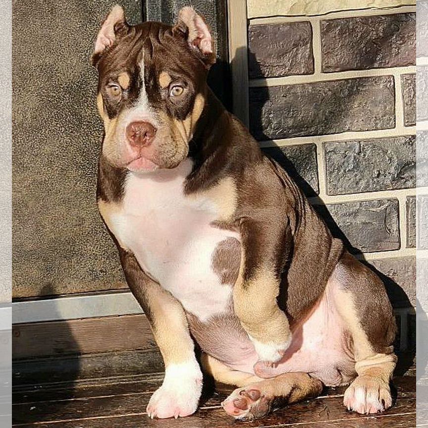 Американский булли, щенок