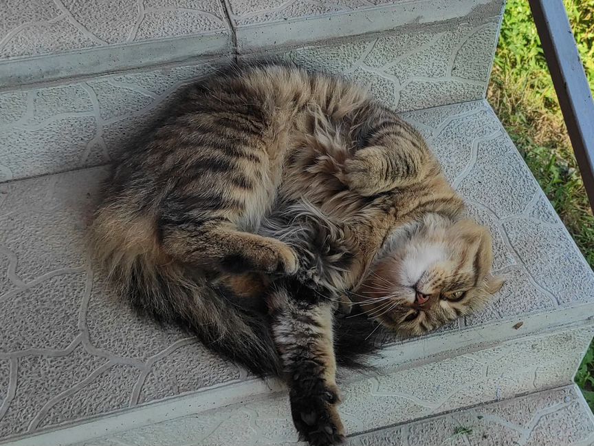 Кошечка вислоухая бывшедомашняя