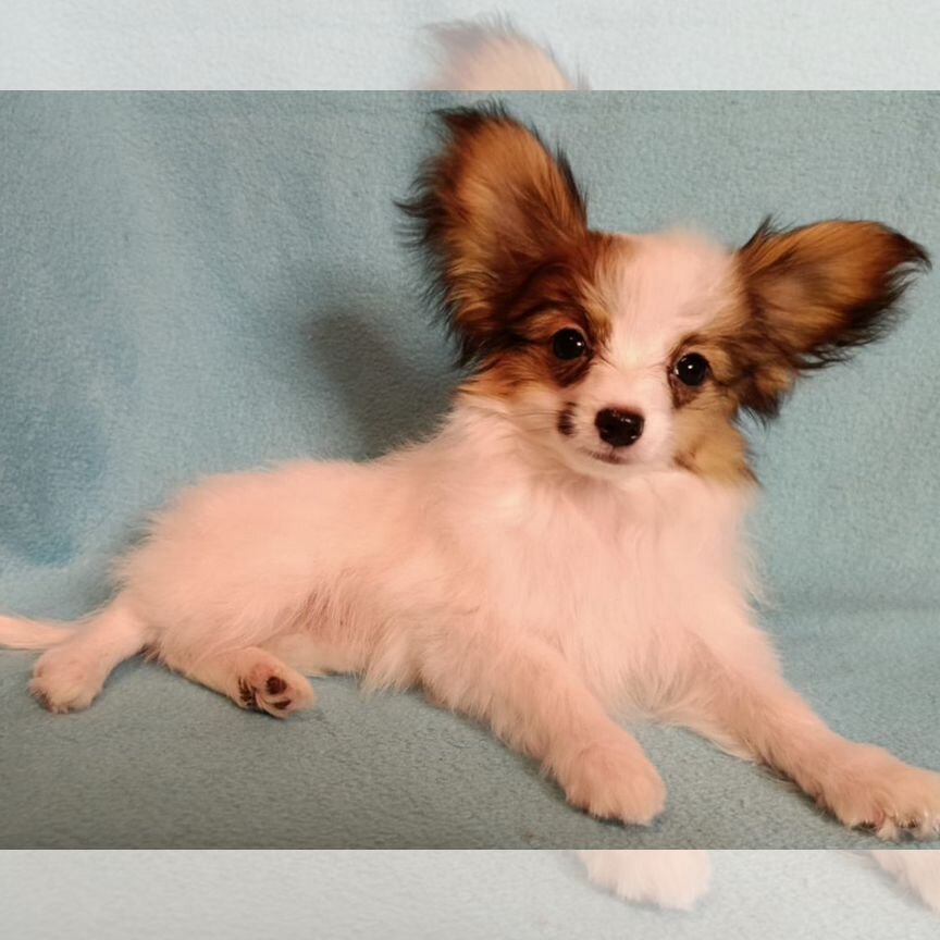 Континентальный той-спаниель папильон, щенок