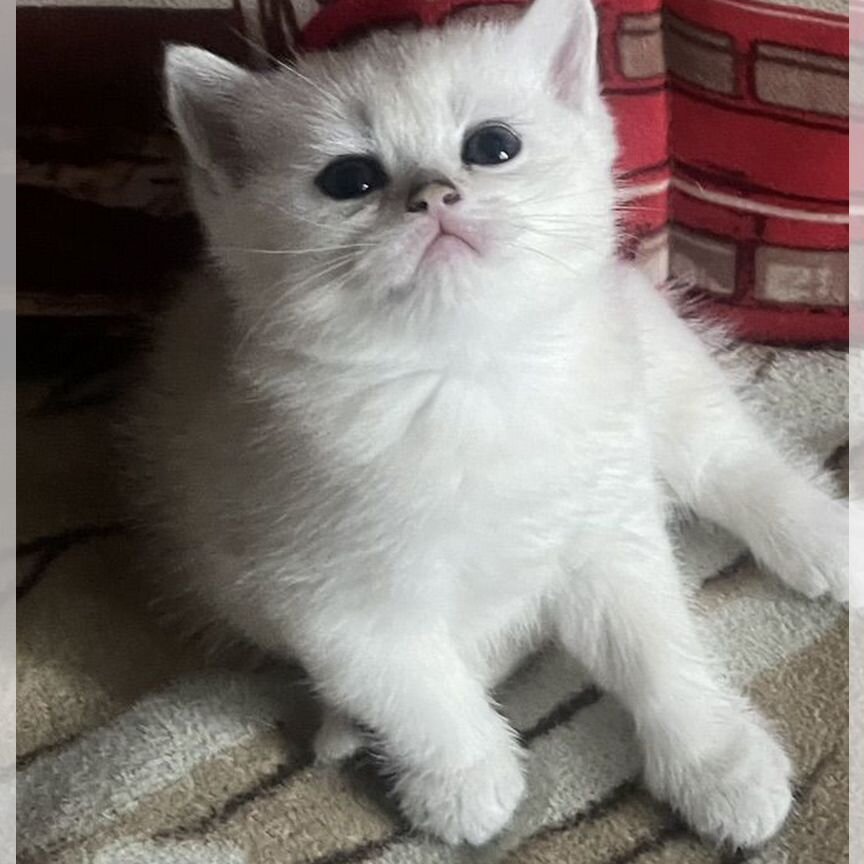 Шотландский прямоухий короткошёрстный котёнок