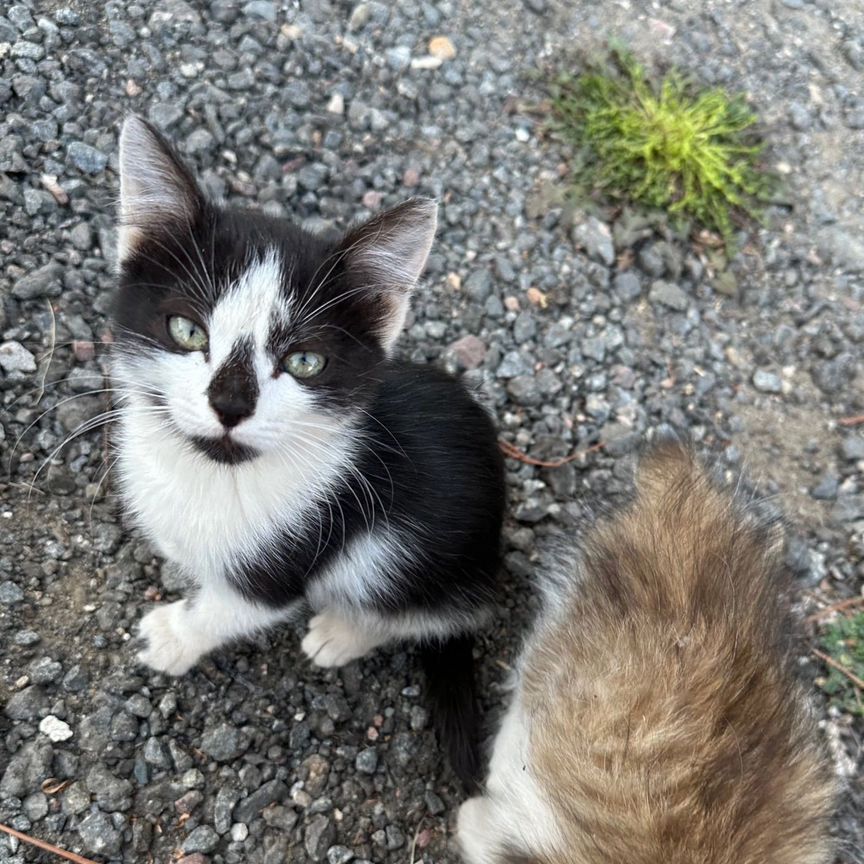 Котята в добрые руки бесплатно
