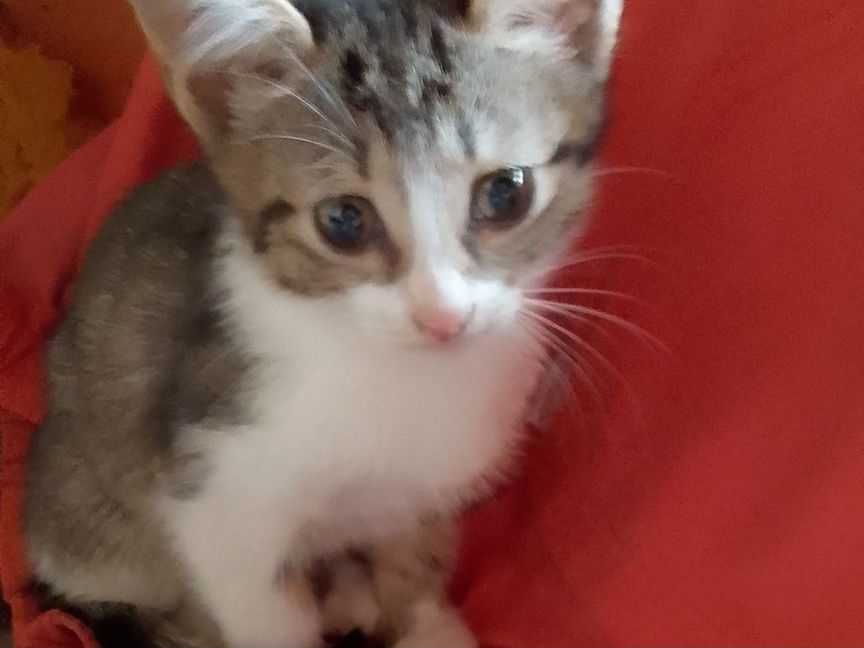 Отдам в добрые руки