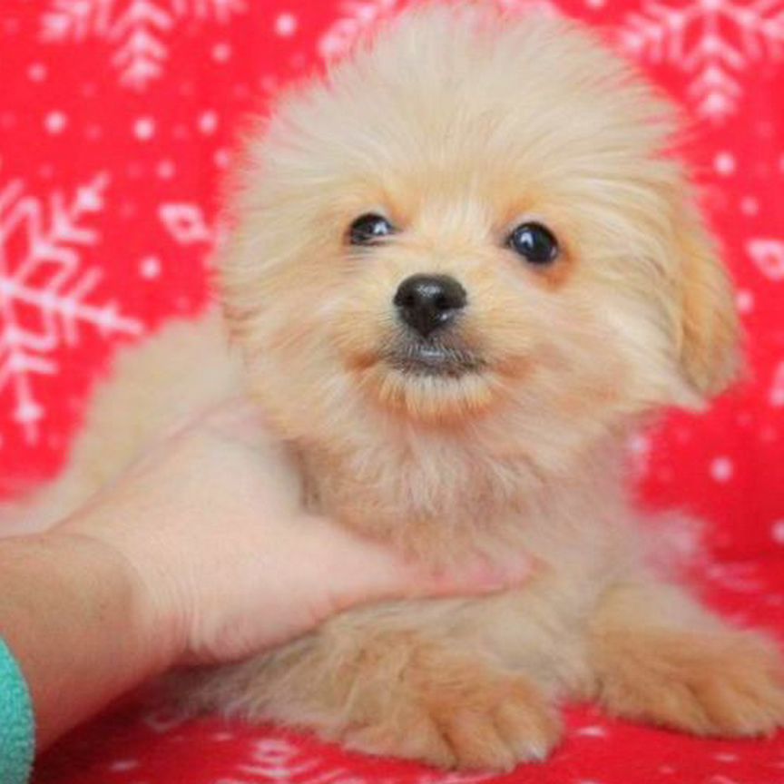 Мальтипу, щенок