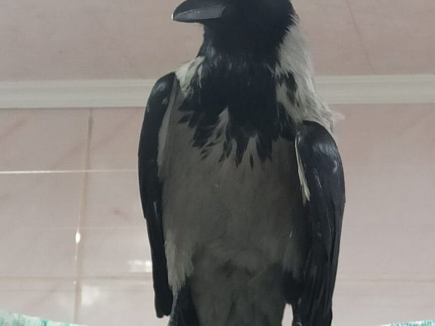 Ворона в добрые руки