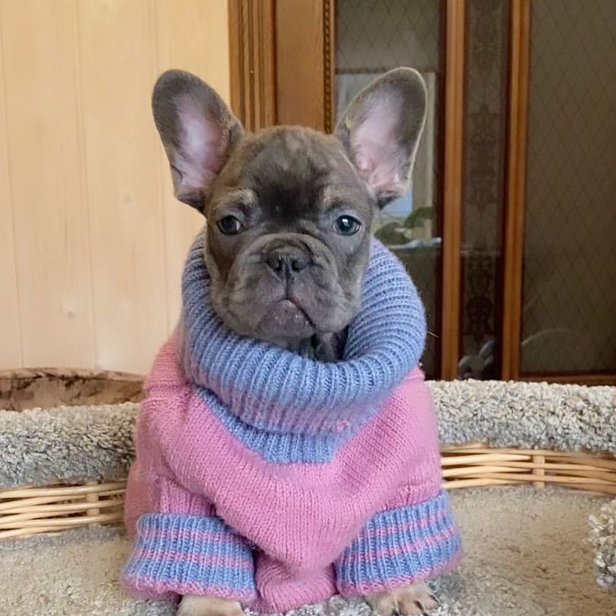 Французский бульдог