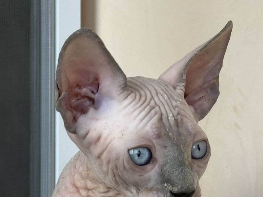 Котик