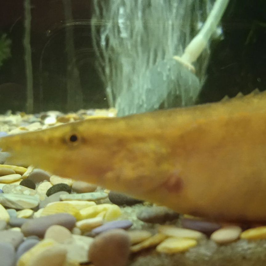 Макрогнатус кофейный