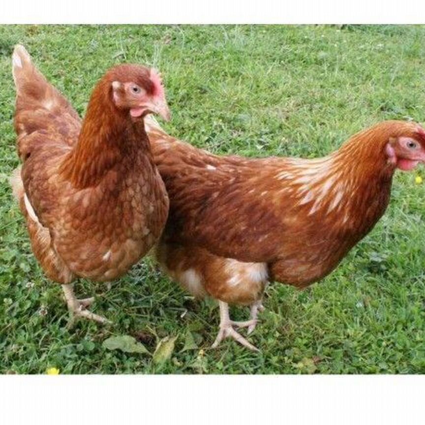 Куры несушки браун