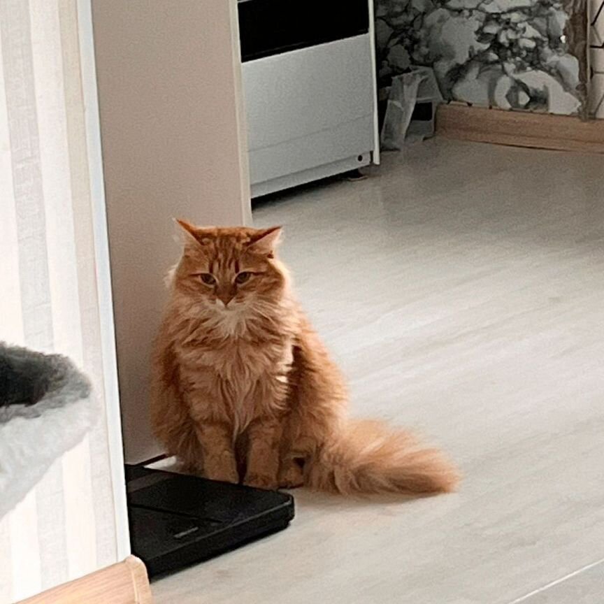 Кошки и кот