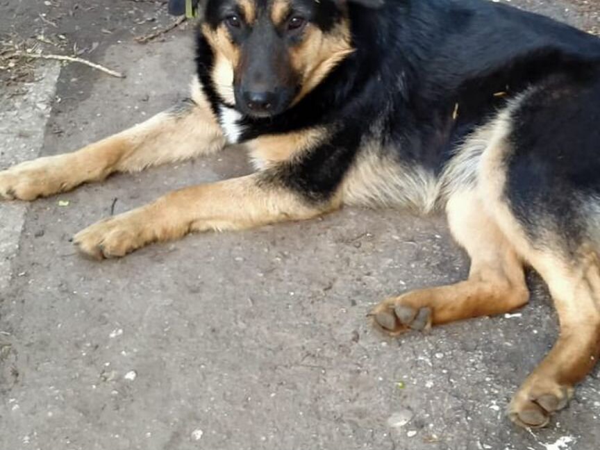 Черри в добрые руки