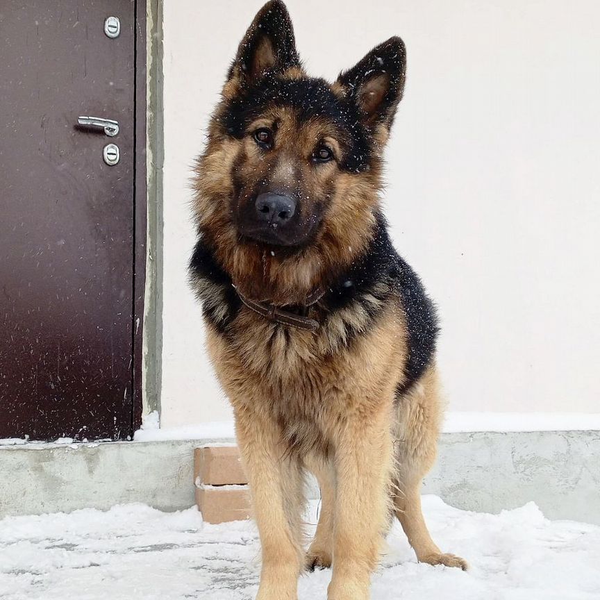 Собака кобель Немецкая овчарка 1 год