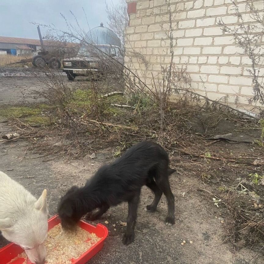 Щенок в добрые руки