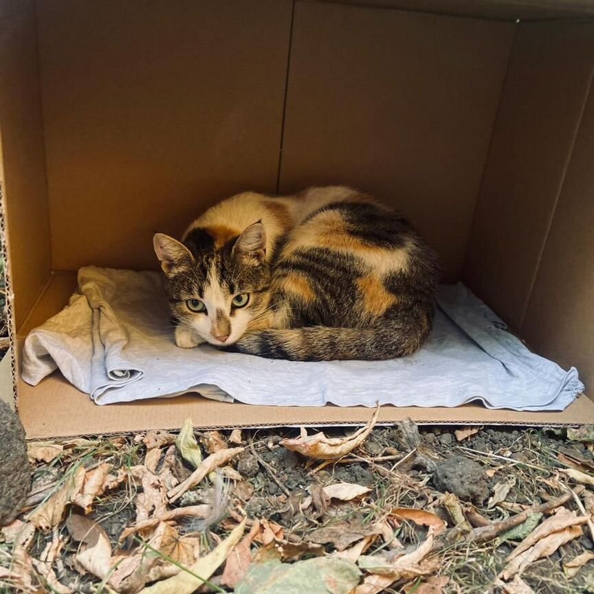 Ищем дом для кошки