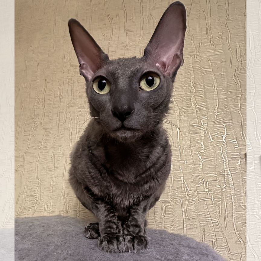 Корниш-рекс, взрослая кошка