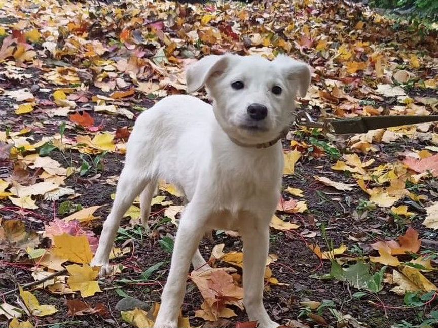 Белая чудо девочка 5 мес. в лучшие руки