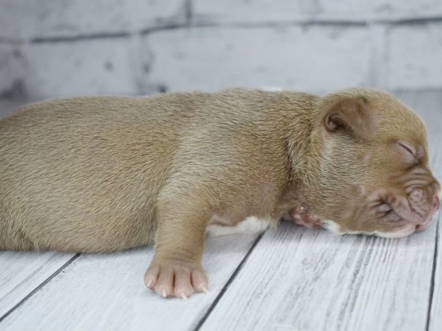 Амбулли кобель покет