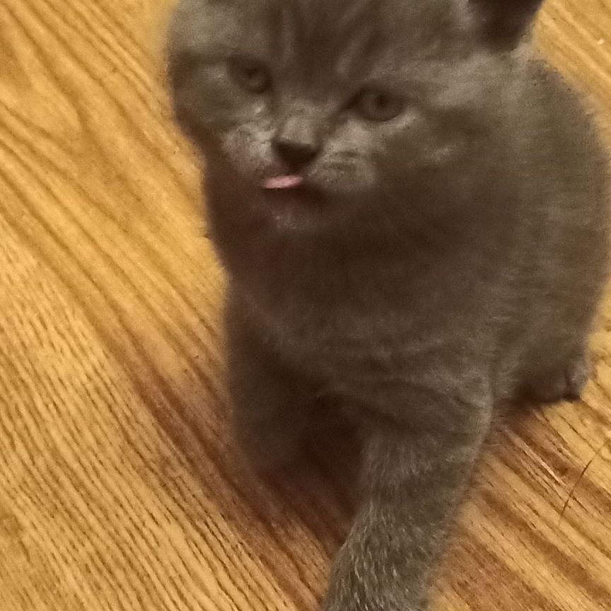 Британские котята