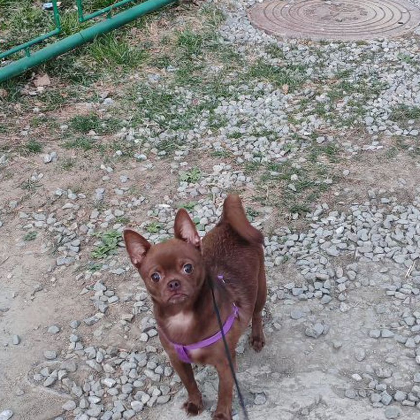 Чихуахуа, щенок