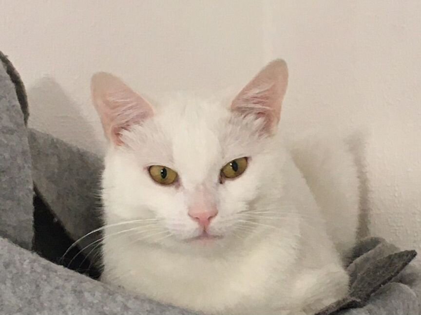 Рислинг ищет новый дом (кот)