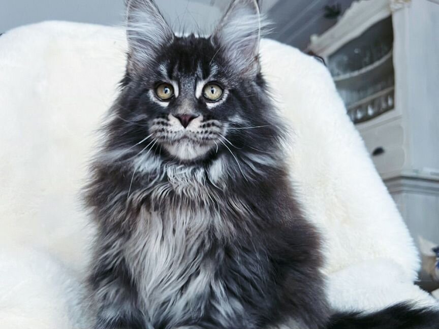 Котенок мэйнкун мальчик полидакт Резерв