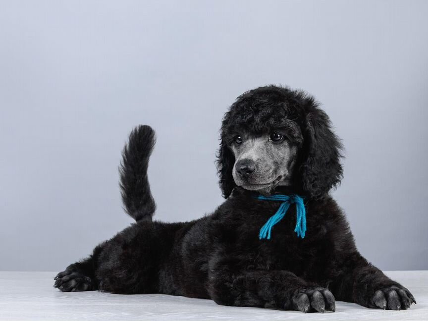 Щенки большого пуделя