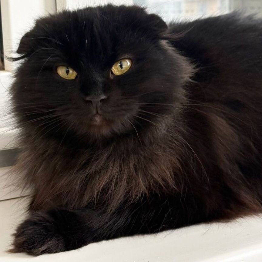 Шотландская вислоухая длинношёрстная, взрослая кошка