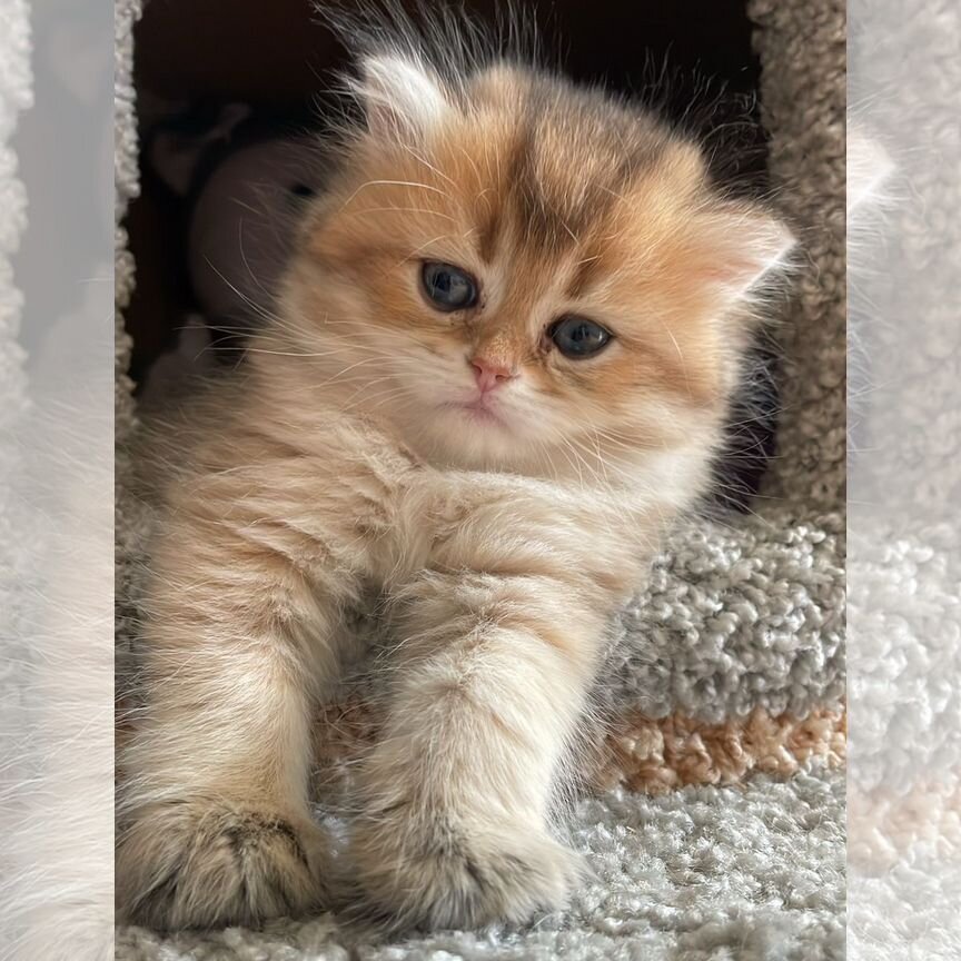 Золотая шиншилла