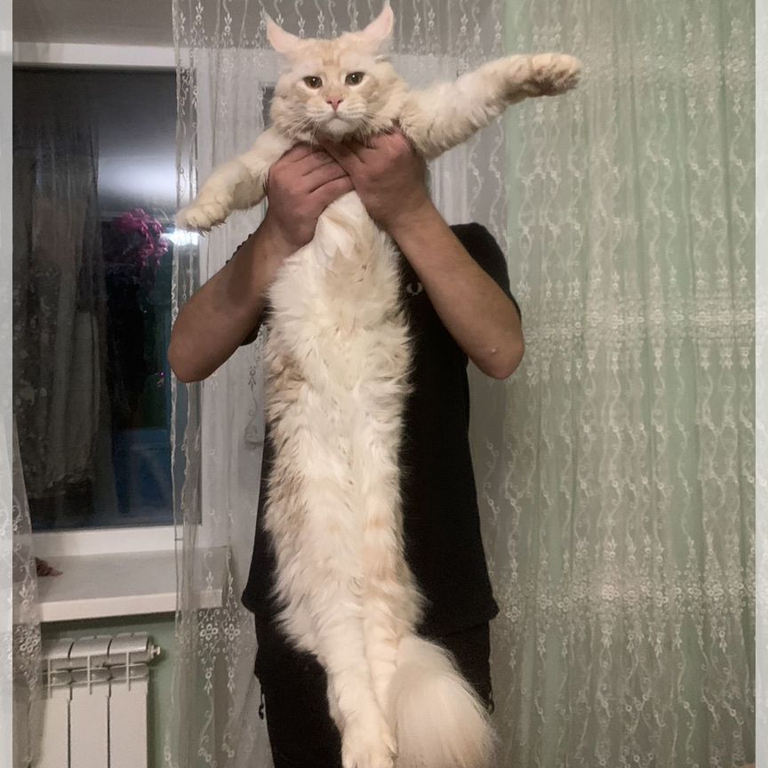 Котята мейн-кун