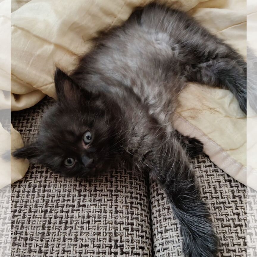 Котёнок в добрые руки