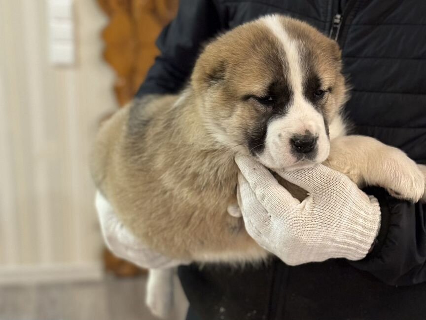 Щенки алаба