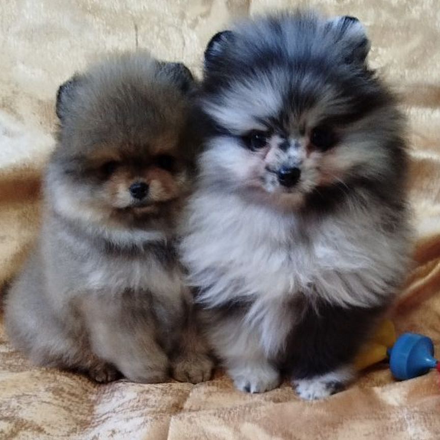 Померанский шпиц, щенок