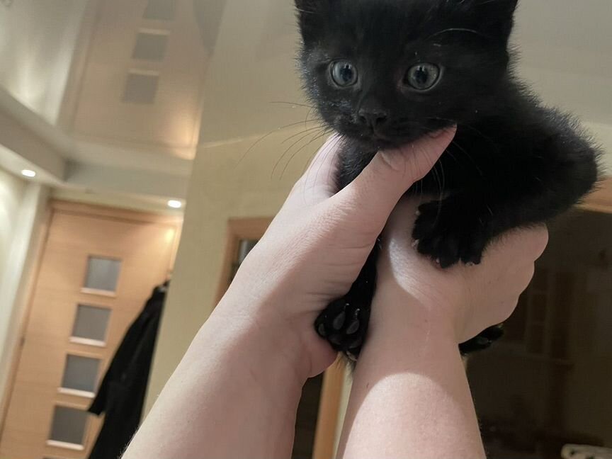 Котенок 3 месяца (мальчик)