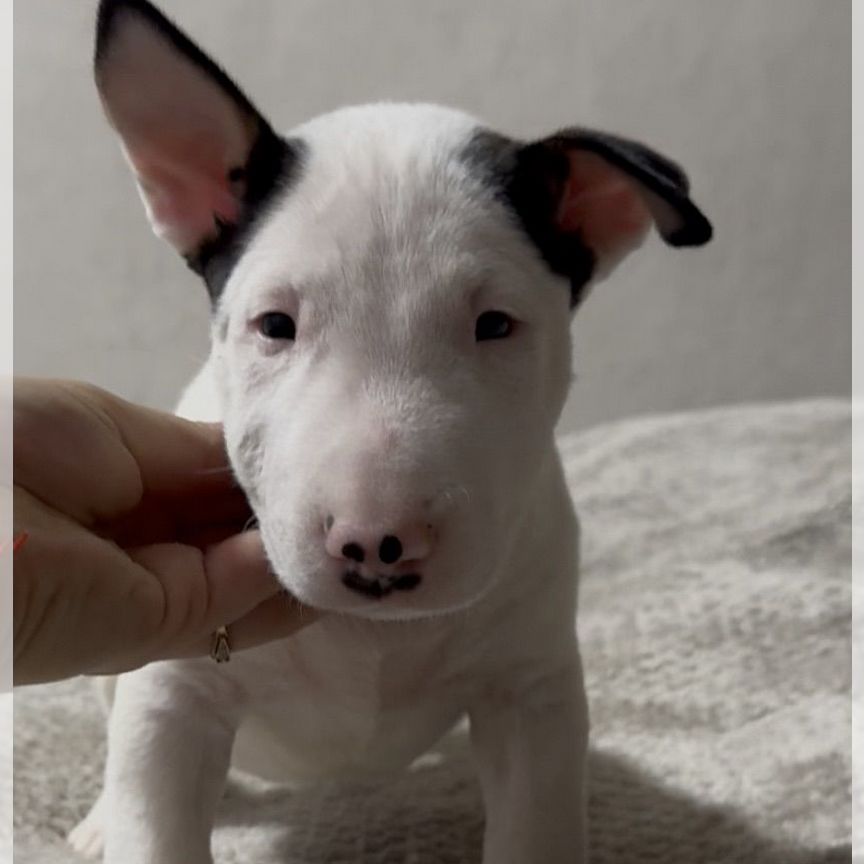 Мини-бультерьер, щенок