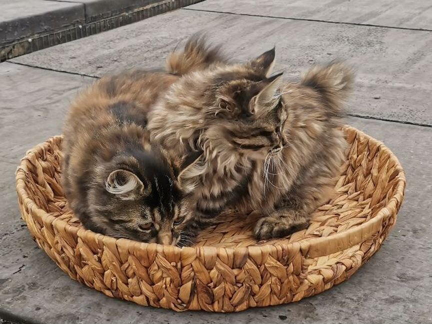 Котята курильский бобтейл