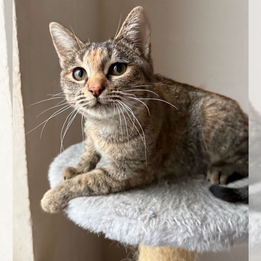 Абиссинский котёнок