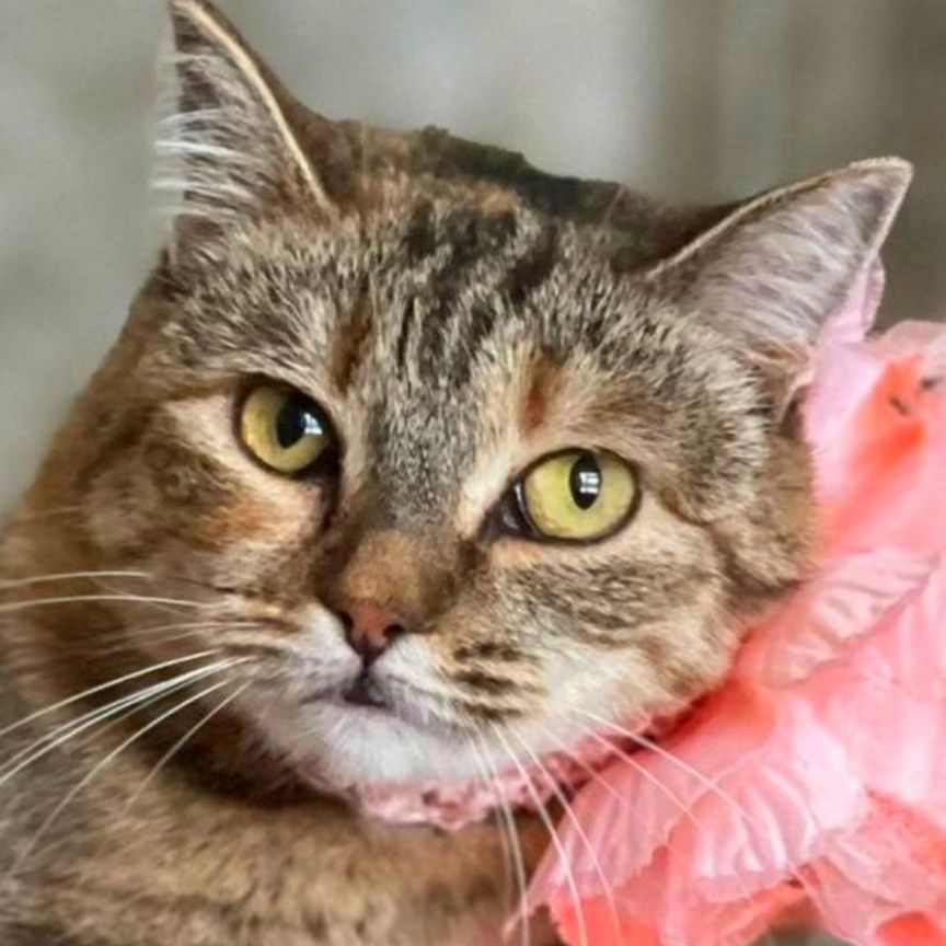 Взрослая кошка в добрые руки