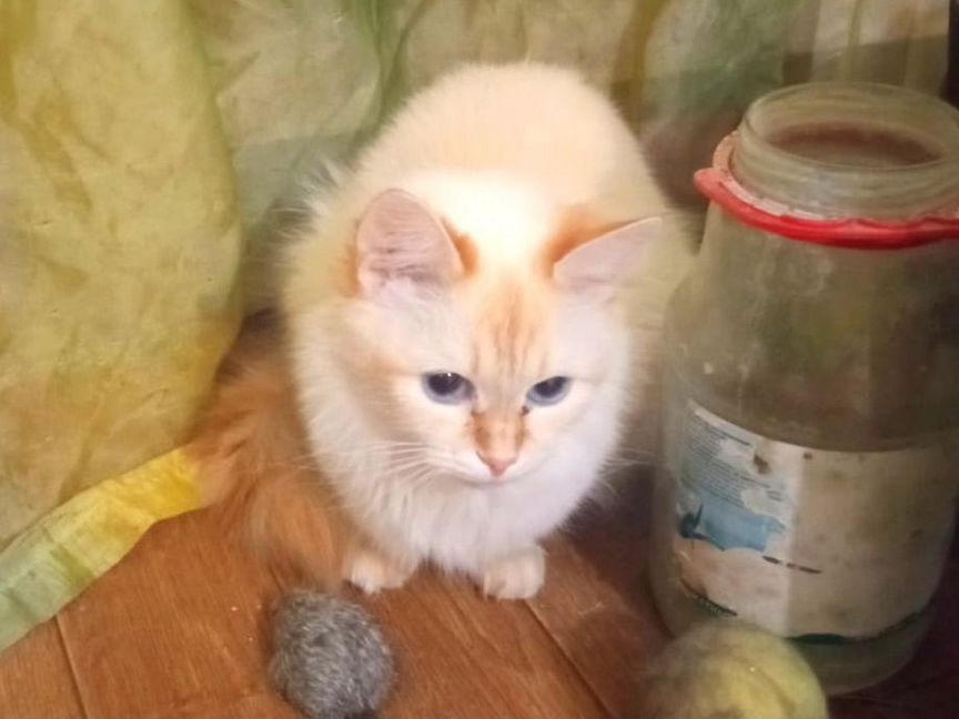 Ред пойнт большая редкость