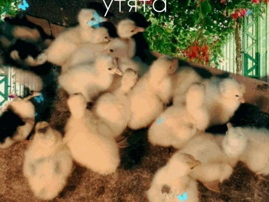 Гусята Линда,утята, ведется запись
