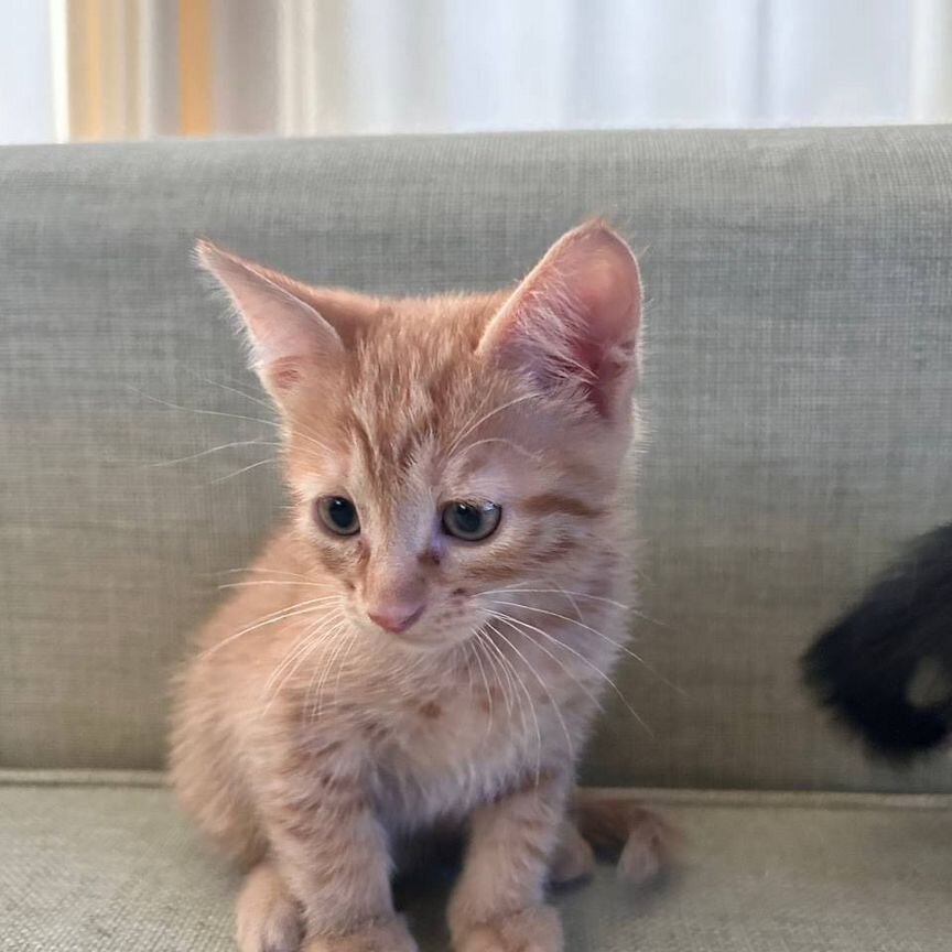 Котята рыжие бесплатно