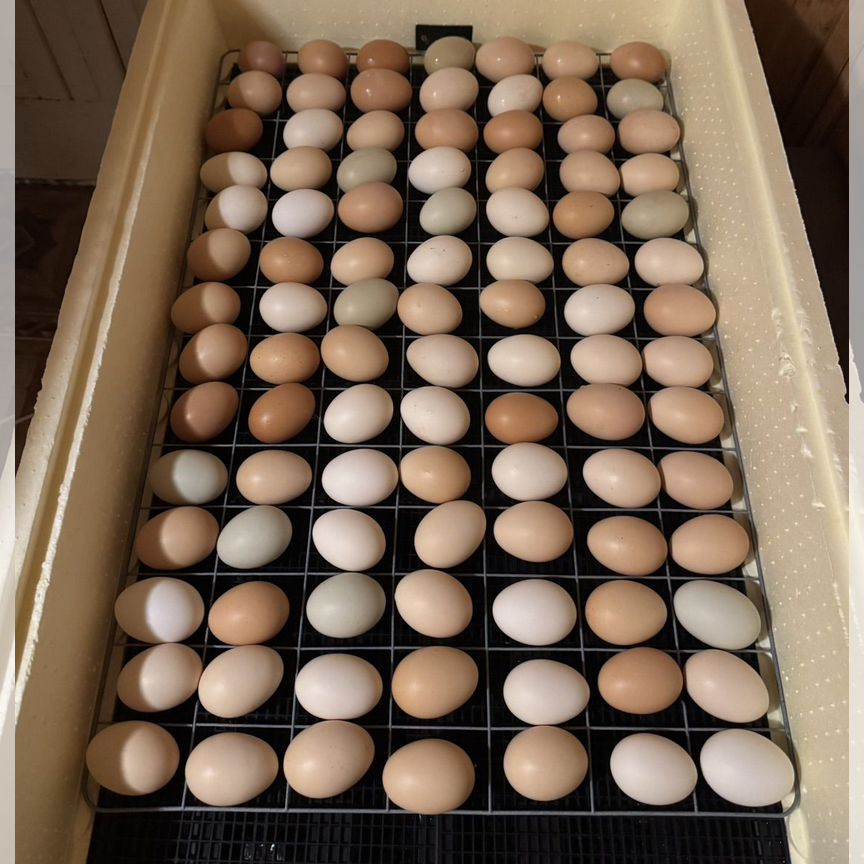 Инкубационное яйцо кур