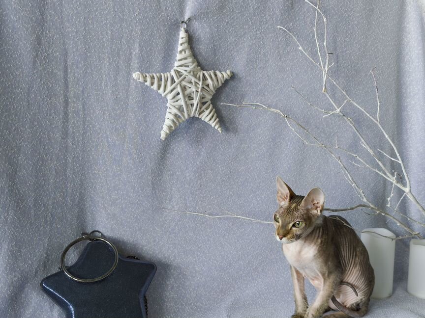 Кошка донской сфинкс