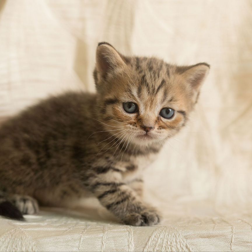 Британские котята