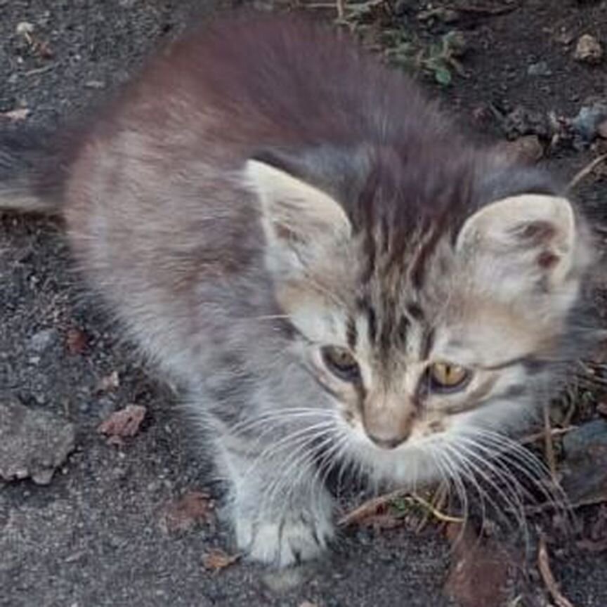Котейка мальчик