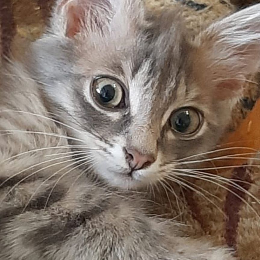 Котенок мальчик 3 мес бесплатно