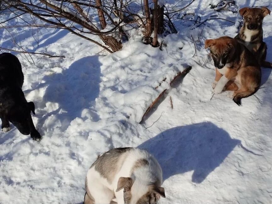 Щеноки в добрые руки,маленькие алабайчики