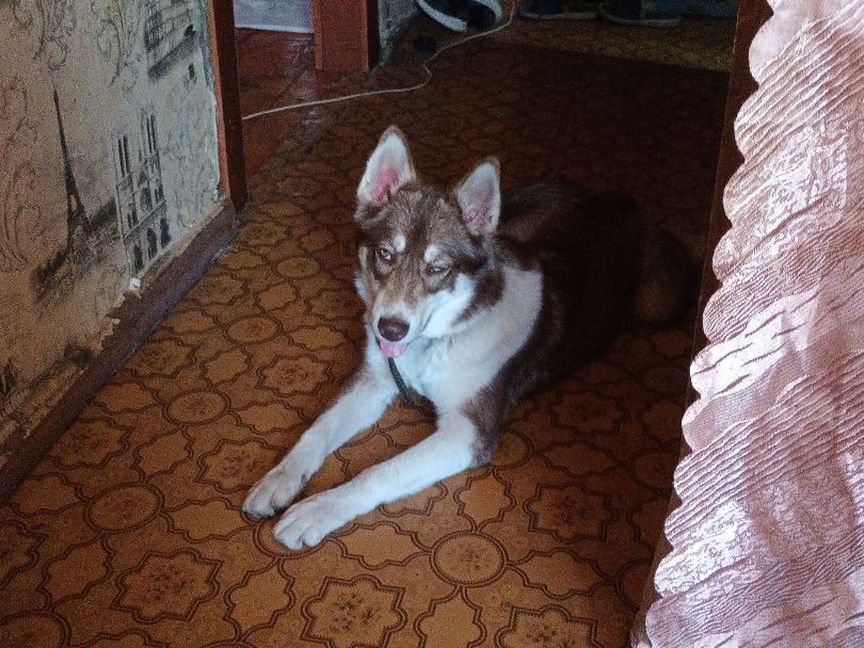 Отдам бесплатно сабаку хаски