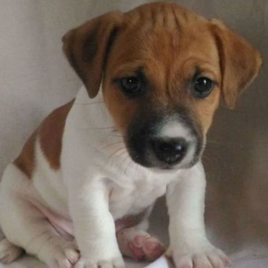 Малыш, Джек Рассел