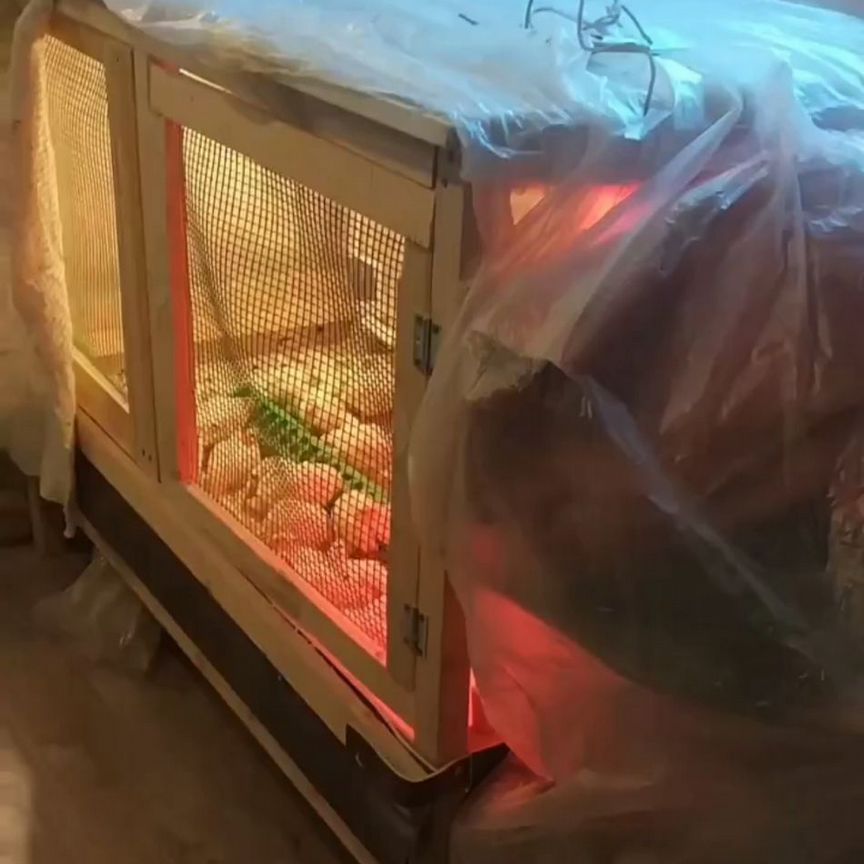 Брудер для цыплят бу