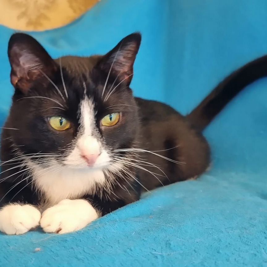 Котик Тёма ищет семью